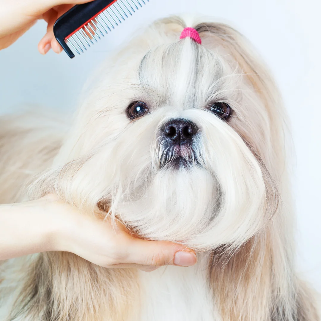 Dog Grooming Packages In Winchester, VA | Mud Puppies